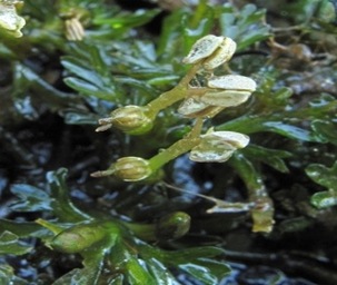 DR ZAKIR HUSSAIN MEMORIAL BHARATIYA VIDYA VIHAR TALENT DEVELOPMENT ...